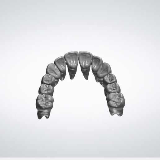 🩻 Dental models Natural teeth typodont teeth upper and lower teeth・ STL ...