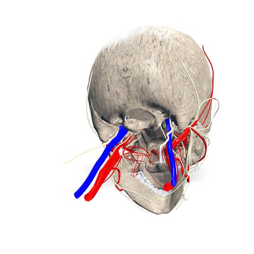 STL file SKULL SKULL BRAIN VEINS HEAD FBX 3MF STL OBJ 3D PRINTING ...