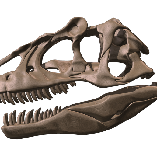 💀 Allosaurus fragilis v.4 skull・ STL File for 3D printing・Cults