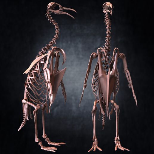 🐧 Penguin Skeleton 3D Model・ 3D File for 3D printing・Cults