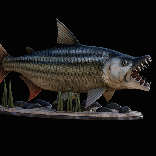 🐠 fish tigerfish / Hydrocynus goliath natural base detailed texture for ...