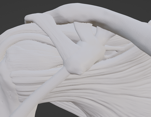 🦴 SHOULDER JOINT WITH MUSCLES AND LIGAMENTS・ STL File for 3D printing・Cults