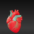 💜 Anatomically Accurate Human Heart STL File – Perfect for 3D Printing ...