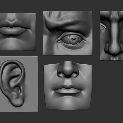 ️ David Facial Anatomy – Anatomic Study Models Collection STL+OBJ・ 3D ...