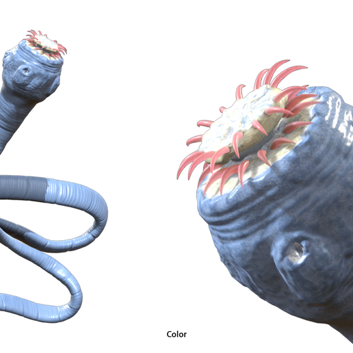 🎒 Taenia Saginata Tapeworm・ 3D File for ・Cults