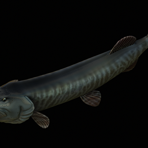 STL file fish pike muskellunge muskie / Esox masquinongy in motion 2 ...
