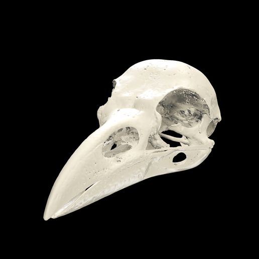 🐦 Raven SKULL BIRD MOUTH BEAK EYES Anatomy Sculpture Replica Scan BEAK ...