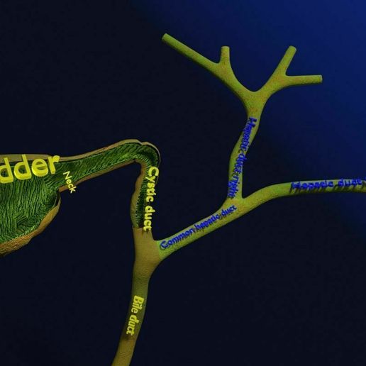 🩻 Hepato biliary tract pancreas gallbladder 3D model・Archivo STL para ...