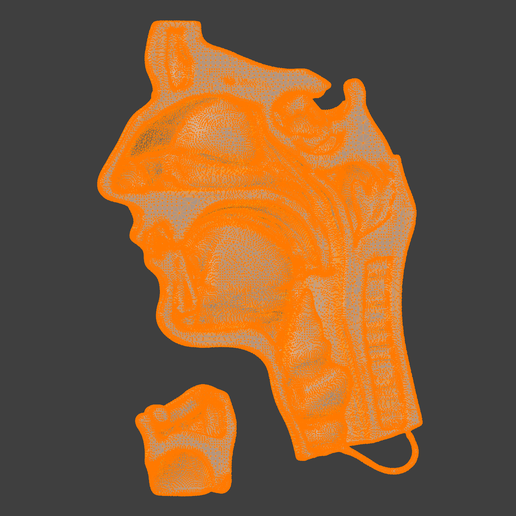 👃 3D Model of Cavities of Nose, Mouth and Throat・ STL File for 3D ...