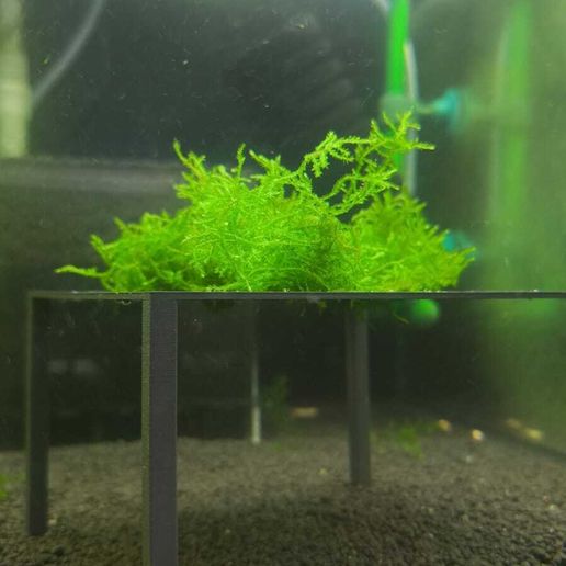 java moss aquascape ideas