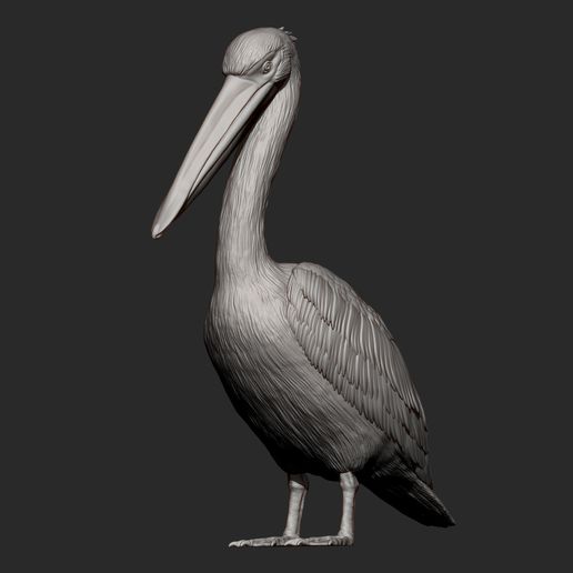 🐦 Pelican 3D print model・ STL File for 3D printing・Cults