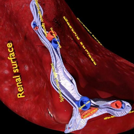 ⚕️ 3D Spleen Anatomy Microscopy Labelled 3D model・ 3D File for 3D ...