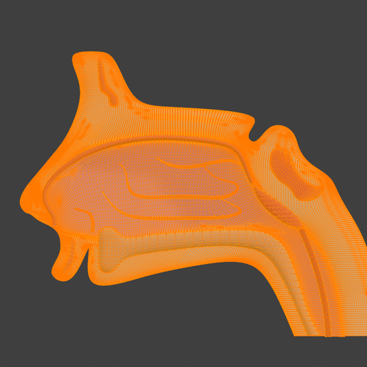 👃 3D Model of Nose Anatomy・ STL File for 3D printing・Cults