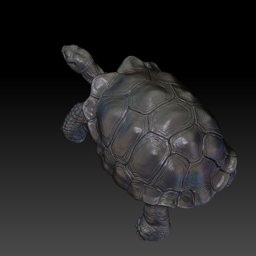 STL file Tortoise 3D Print 🐢 (OBJ)・3D printable model to download・Cults