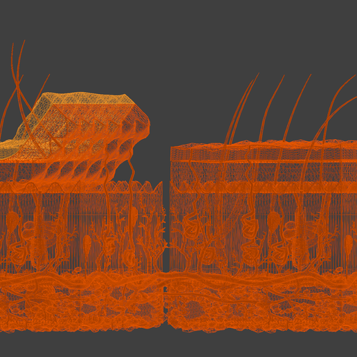🩻 3D Model of Skin Anatomy・ STL File for 3D printing・Cults