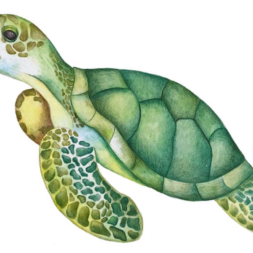 🐢 Sea Turtle Cookie Cutter・ STL File for 3D printing・Cults