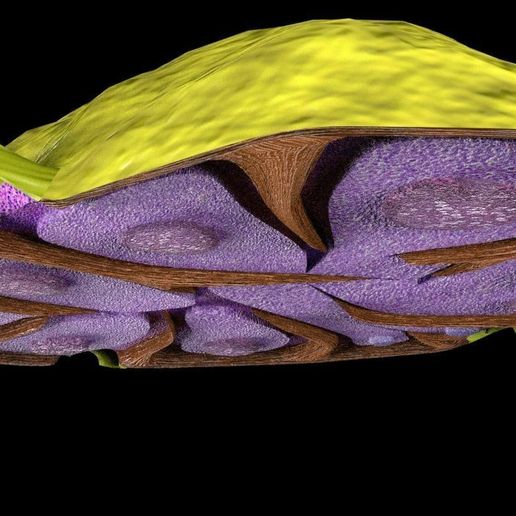 ⚕️ Lymph node Lymphatic system 3D model・ 3D File for 3D printing・Cults