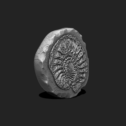 🪸 Marine Fossils for 3D Printing - STL 3D - Aquarium - Biology・ 3D File ...