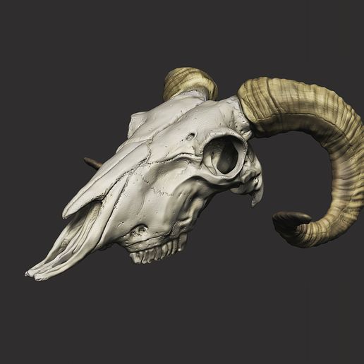 ram head skull