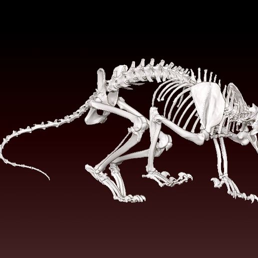STL file Decorative Mountain Lion bone - 3D print ⛰️ ・3D printer design ...