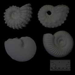 Ammonite best 3D printing models・48 free models to download・Cults
