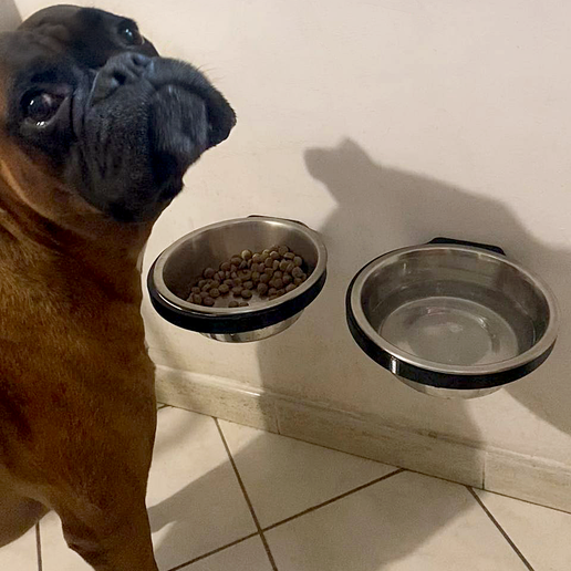 STL file Dog Bowl Holder (wall mounted) 🐕 ・3D printer design to ...