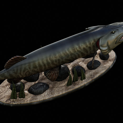 🐠 fish pike muskellunge muskie / Esox masquinongy statue underwater ...
