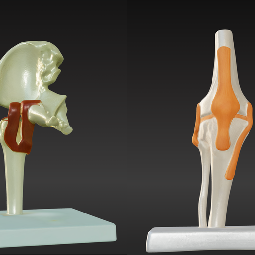 STL file 3D Joint Anatomy Model Set with Stand - 4 pack 💊 (OBJ)・3D ...