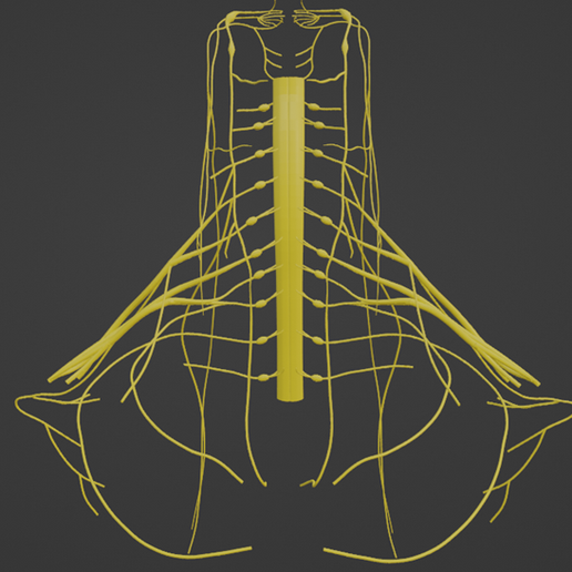 🦴 NECK AND SPINE ANATOMY WITH MUSCLES, VERTEBRAL ARTERY AND VEIN, NERVE, SPINAL CORD, BRACHIAL ...