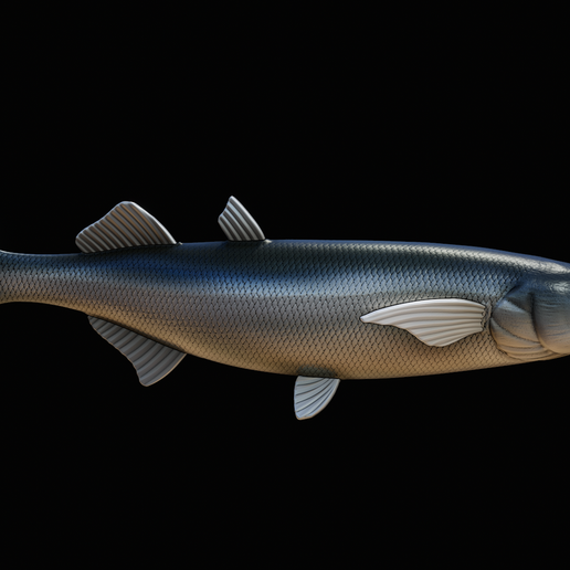 🐠 PEJERREY / ODONTESTHES BONARIENSIS real size in motion fish model for ...
