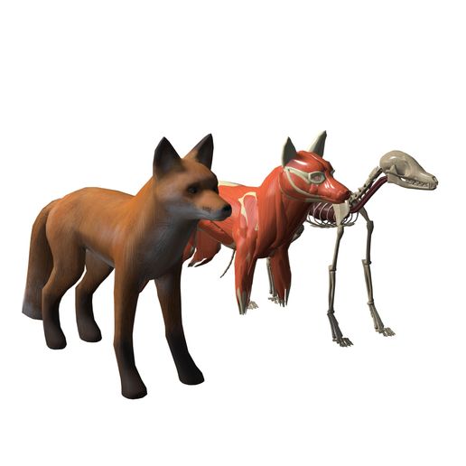 🦊 FOX ANATOMY 3D MODEL SKELETON SKULL HEAD MUSCLE FOX FOREST GRASS・ STL ...