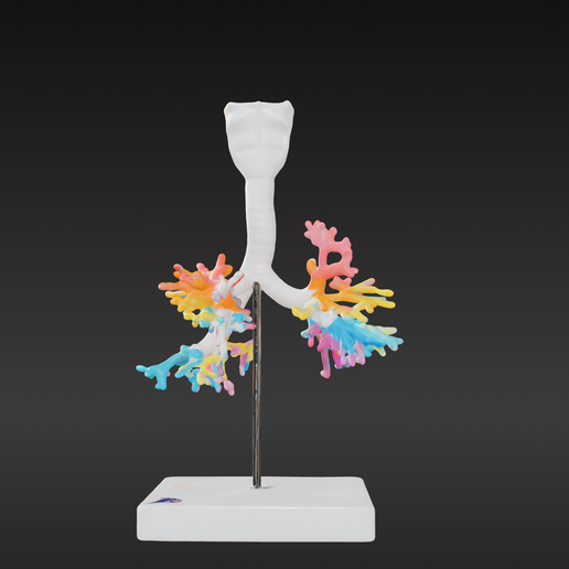 STL file 3D Bronchial Tree Model with Larynx 3D Bronchial Tree Model ...