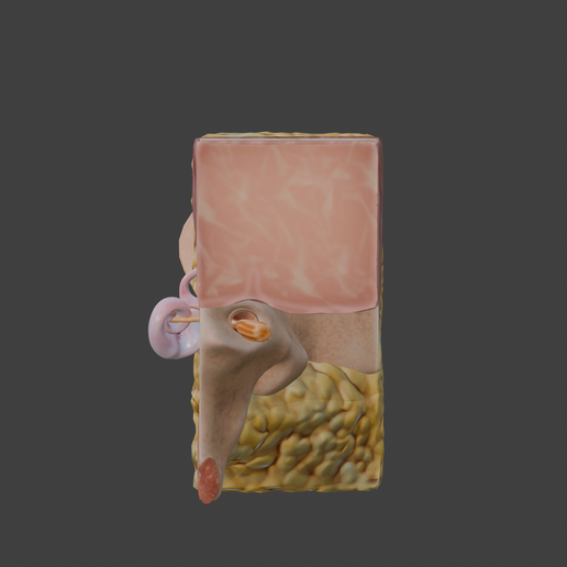 STL file 3D Model of Ear Cross Section Anatomy 👂 (OBJ)・3D printer ...