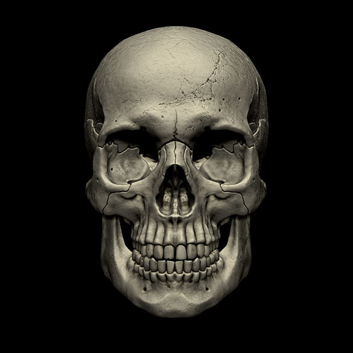 💀 Human skull 3d print model・ STL File for 3D printing・Cults