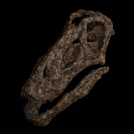 bajadasaurus skeleton