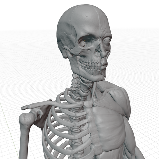 💪𝐌𝐔𝐒𝐂𝐔𝐋𝐎𝐒💪 𝐘 💀𝐄𝐒𝐐𝐔𝐄𝐋𝐄𝐓𝐎💀 𝐀𝐍𝐀𝐓𝐎𝐌𝐈𝐀 𝐇𝐔𝐌𝐀𝐍𝐀 (𝐡𝐮𝐦𝐚𝐧 𝐚𝐧𝐚𝐭𝐨𝐦𝐲 𝐦𝐮𝐬𝐜𝐥𝐞𝐬 𝐚𝐧𝐝 ...