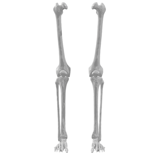 🩻 Lower Limb 3D Model・ STL File for 3D printing・Cults