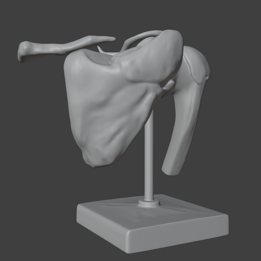 💊 3D Model of Human Shoulder Joint on Stand・ STL File for 3D printing・Cults