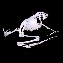 toad skeleton 3d