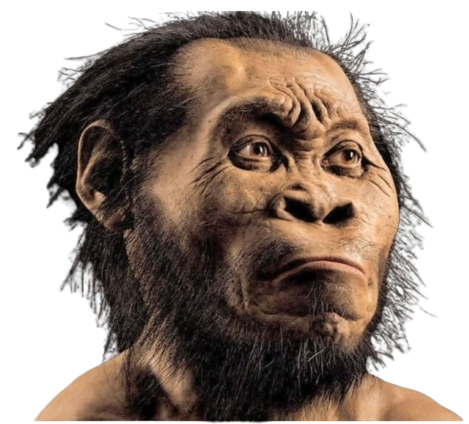 💀 Homo Naledi Skull・Free STL File for 3D printing・Cults