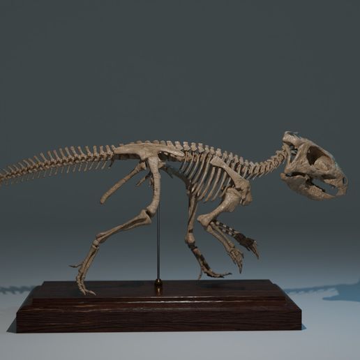 💀 Aquilops Skull – Life-Sized Ceratopsian Dinosaur Fossil・Free OBJ File ...