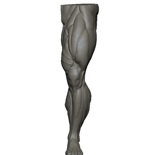 leg reference 3d