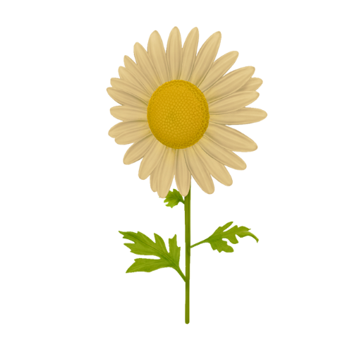 🎨 Daisy・ STL File for 3D printing・Cults