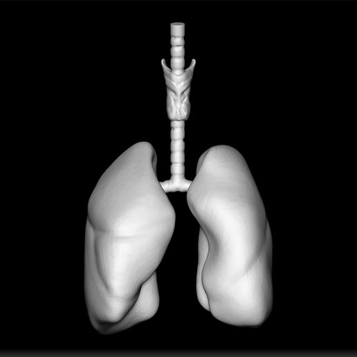 🫁 Realistic Human Lungs - Human Lungs STL - 3D Print Lungs Design ...