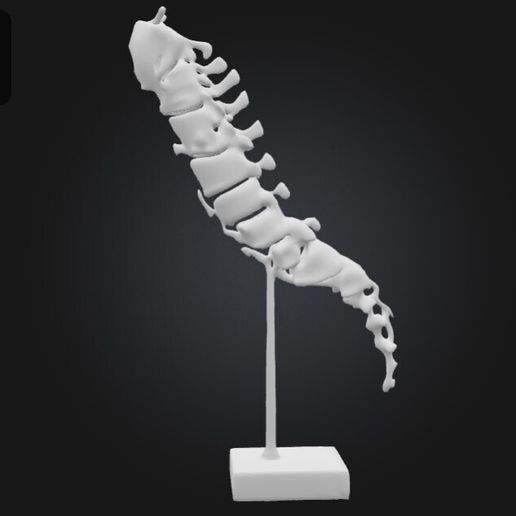 Archivo STL 3D Model of Lumbar Vertebral Column with Sacrum and Spinal ...