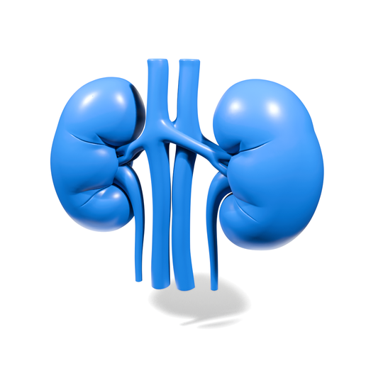 ⚕️ Kidney organ・ STL File for 3D printing・Cults