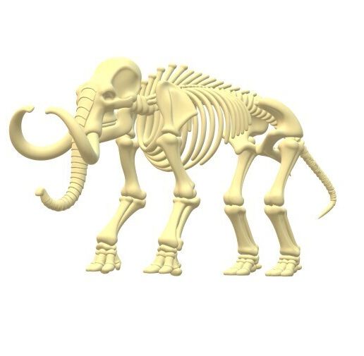 elephant skeleton 3d