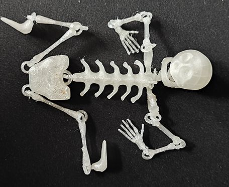 💀 Articulated Skeleton・Free STL File for ・Cults