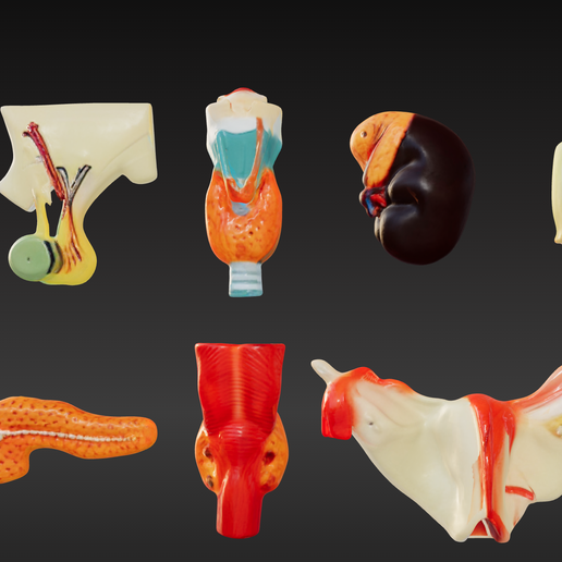 Archivo STL 3D Complete Endocrine Gland Set Anatomy Model 🩻 (OBJ ...