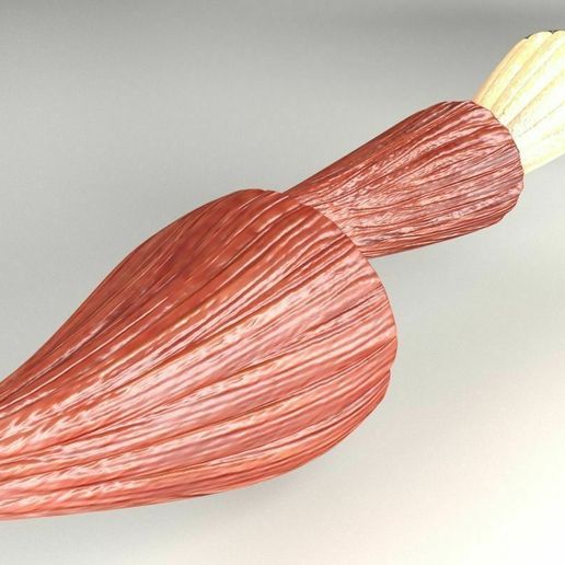 Muscle cross section 3D model・ 3D File for 3D printing・Cults